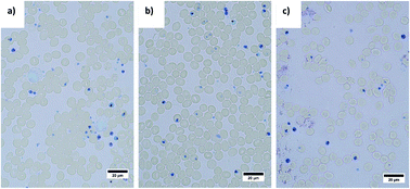 Brightfield and fluorescence in-channel staining of thin blood smears ...