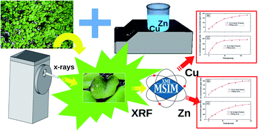 Monitoring of metal phytofiltration performance by micro-XRF ...