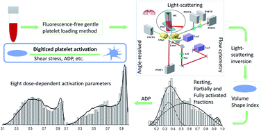 Blood platelet quantification by light scattering: from morphology to ...