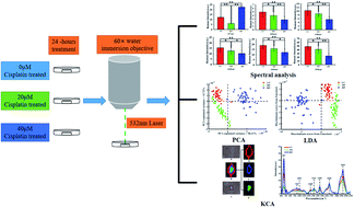 Confocal Raman microspectral analysis and imaging of the drug response ...