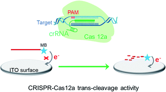 An ultrasensitive homogeneous electrochemical biosensor based on CRISPR-Cas12a - Analytical ...