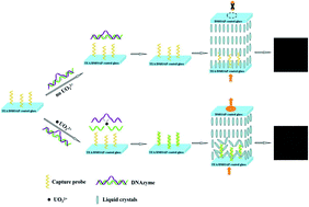 A novel liquid crystal sensing platform for highly selective UO22 ...