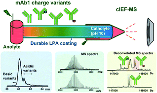 An improved capillary isoelectric focusing-mass spectrometry method for high-resolution ...