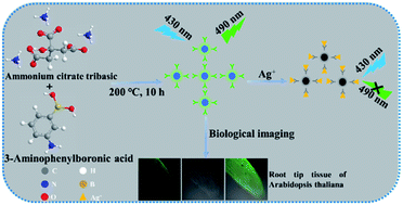 High quantum yield nitrogen and boron co-doped carbon dots for sensing Ag+, biological imaging ...