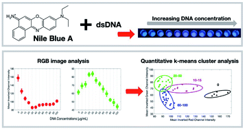 Rapid, instrument-free colorimetric quantification of DNA using Nile ...