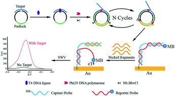 Signal-on electrochemical DNA (E-DNA) sensor for accurate ...