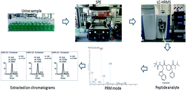 Doping control analysis of small peptides in human urine using LC-HRMS ...