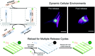 User-defined, temporal presentation of bioactive molecules on hydrogel ...