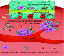 Multifunctional hybrid sponge for in situ postoperative management to ...