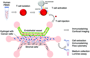 A 3D pancreatic tumor model to study T cell infiltration - Biomaterials ...