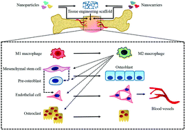 Application of nanoparticles in bone tissue engineering; a review on the molecular mechanisms ...