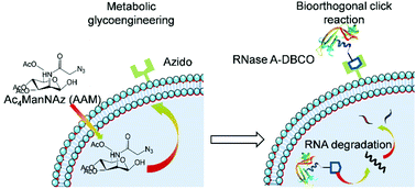 Cytosolic protein delivery via metabolic glycoengineering and ...