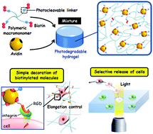 Photodegradable avidin-biotinylated polymer conjugate hydrogels for ...