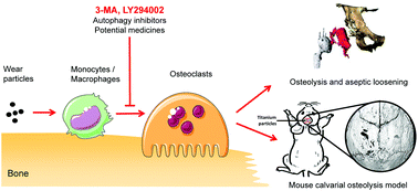 Autophagy inhibitors 3-MA and LY294002 repress osteoclastogenesis and ...