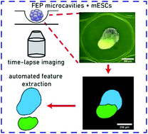 Thin fluorinated polymer film microcavity arrays for 3D cell culture and label-free automated ...