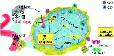A NO/ROS/RNS cascaded-releasing nano-platform for gas/PDT/PTT ...