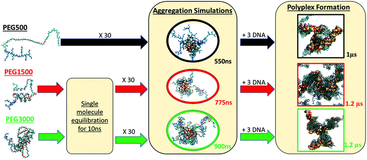 In silico study of PEI-PEG-squalene-dsDNA polyplex formation: the ...