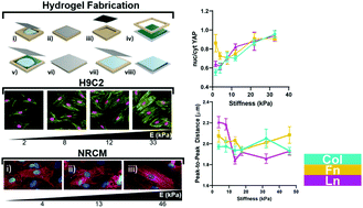 Interrogating cardiac muscle cell mechanobiology on stiffness gradient ...