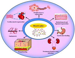Multifarious applications of bioactive glasses in soft tissue ...