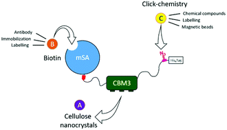 A tripartite carbohydrate-binding module to functionalize cellulose ...