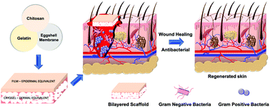 A bilayered skin substitute developed using an eggshell membrane ...