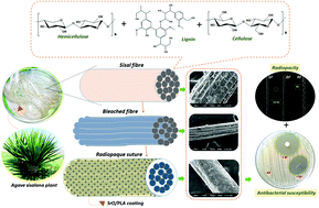 Intrinsically radiopaque and antimicrobial cellulose based surgical ...