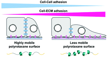 Improved epithelial cell–cell adhesion using molecular mobility of ...