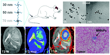 Passive targeting of high-grade gliomas via the EPR effect: a closed ...
