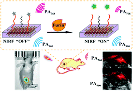 Fluorescence and ratiometric photoacoustic imaging of endogenous furin ...