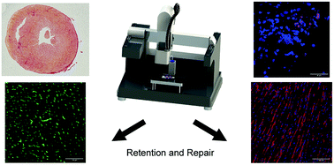 In vivo evaluation of bioprinted cardiac patches composed of cardiac ...