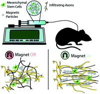 Magnetic alignment of injectable hydrogel scaffolds for spinal cord ...