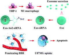 Delivery of siRNA based on engineered exosomes for glioblastoma therapy ...