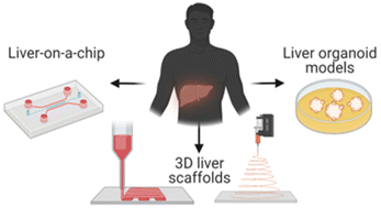 In vitro functional models for human liver diseases and drug screening ...