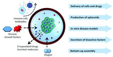 Core–shell microcapsules: biofabrication and potential applications in ...