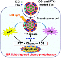 Extracellular vesicles with high dual drug loading for safe and ...