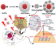 Mitochondria-targeting nano therapy altering IDH2-mediated EZH2/EZH1 interaction as precise ...