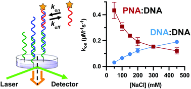 Evaluating the effect of ionic strength on PNA:DNA duplex formation ...