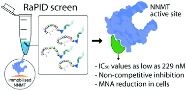 Macrocyclic peptides as allosteric inhibitors of nicotinamide N ...