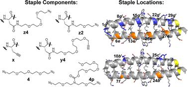 Structural guidelines for stabilization of α-helical coiled coils via ...