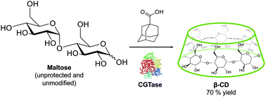 Building up cyclodextrins from scratch – templated enzymatic synthesis ...