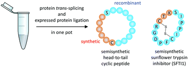 Semisynthetic head-to-tail cyclized peptides obtained by combining ...