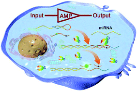 Intracellular enzyme-powered DNA circuit with a tunable amplifier for ...