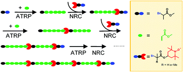 Concurrent atom transfer radical polymerization and nitroxide radical ...