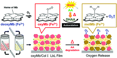 Development of temperature dependent oxygen releasable nanofilm by ...