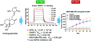 Identification of poly(ADP-ribose)polymerase 1 and 2 (PARP1/2) as ...