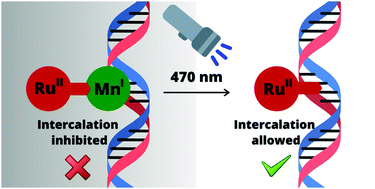 Photo-uncaging a Ru(ii) intercalator via photodecomposition of a ...