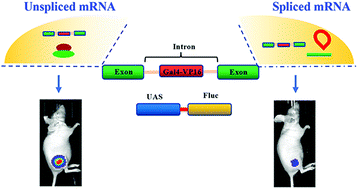 Dynamic visualization of mRNA splicing variants with a transactivating ...