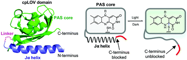 Circularly permuted AsLOV2 as an optogenetic module for engineering ...