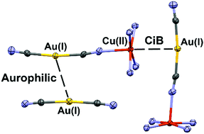 Unprecedented [d9]Cu⋯[d10]Au coinage bonding interactions in {Cu(NH3)4 ...