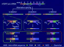Ultrasensitive quantification of multiplexed mRNA variants via splice ...